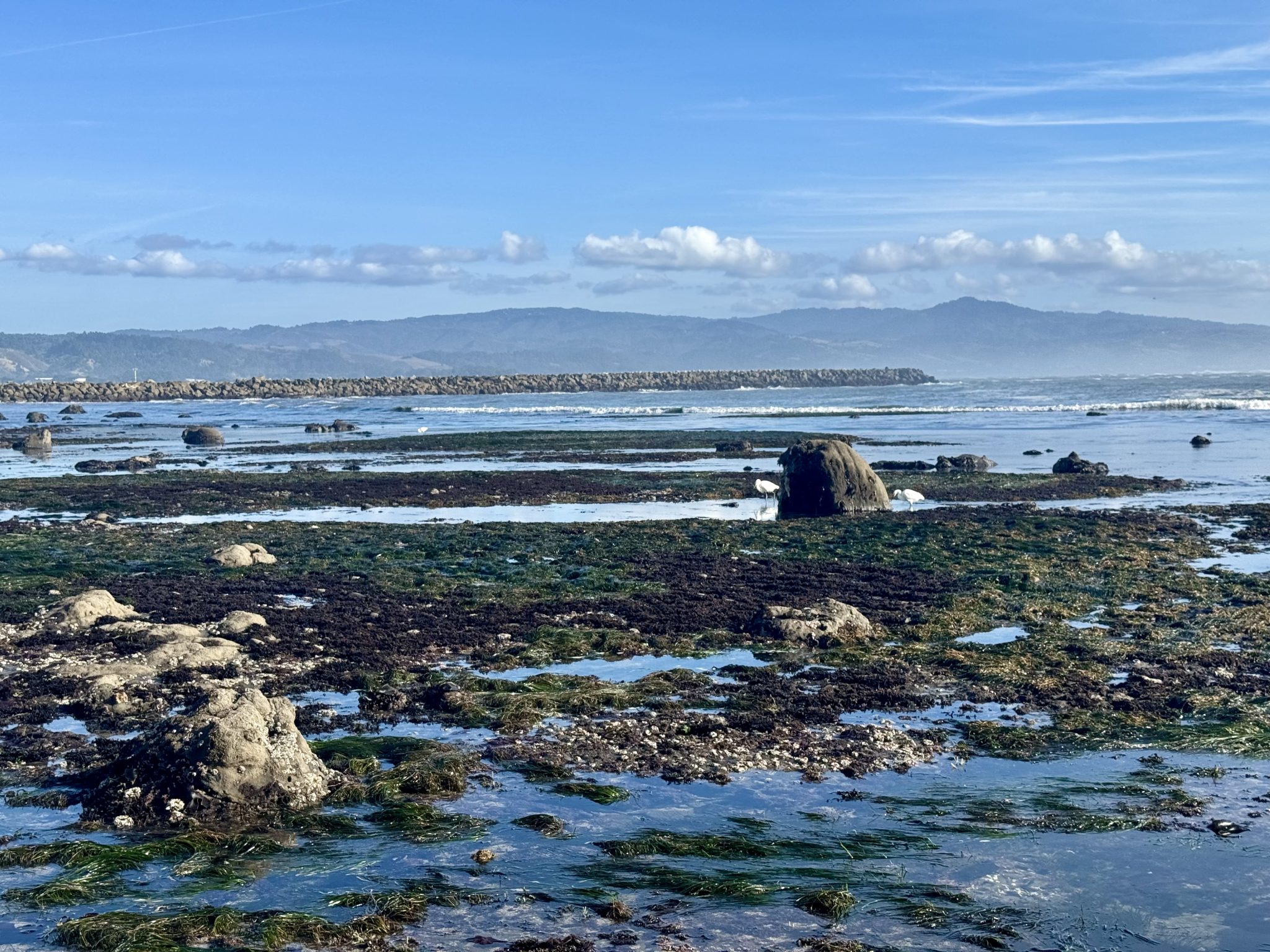 King Tides and Tide Pools Around the Bay Area: 6 Beautiful Locations to ...