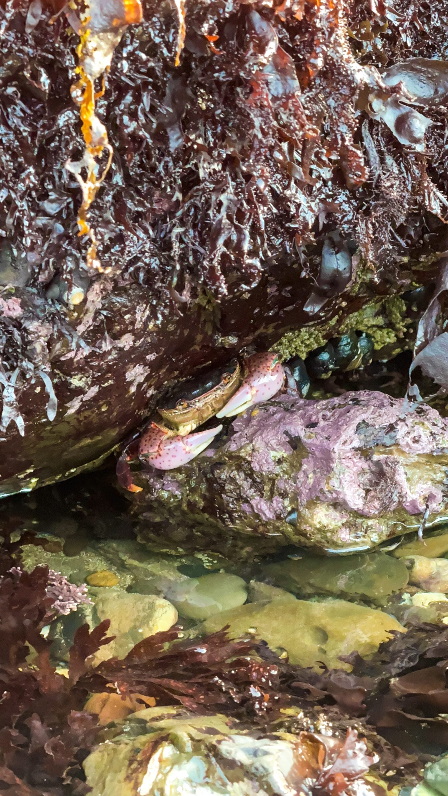 King Tides and Tide Pools Around the Bay Area: 6 Beautiful Locations to ...