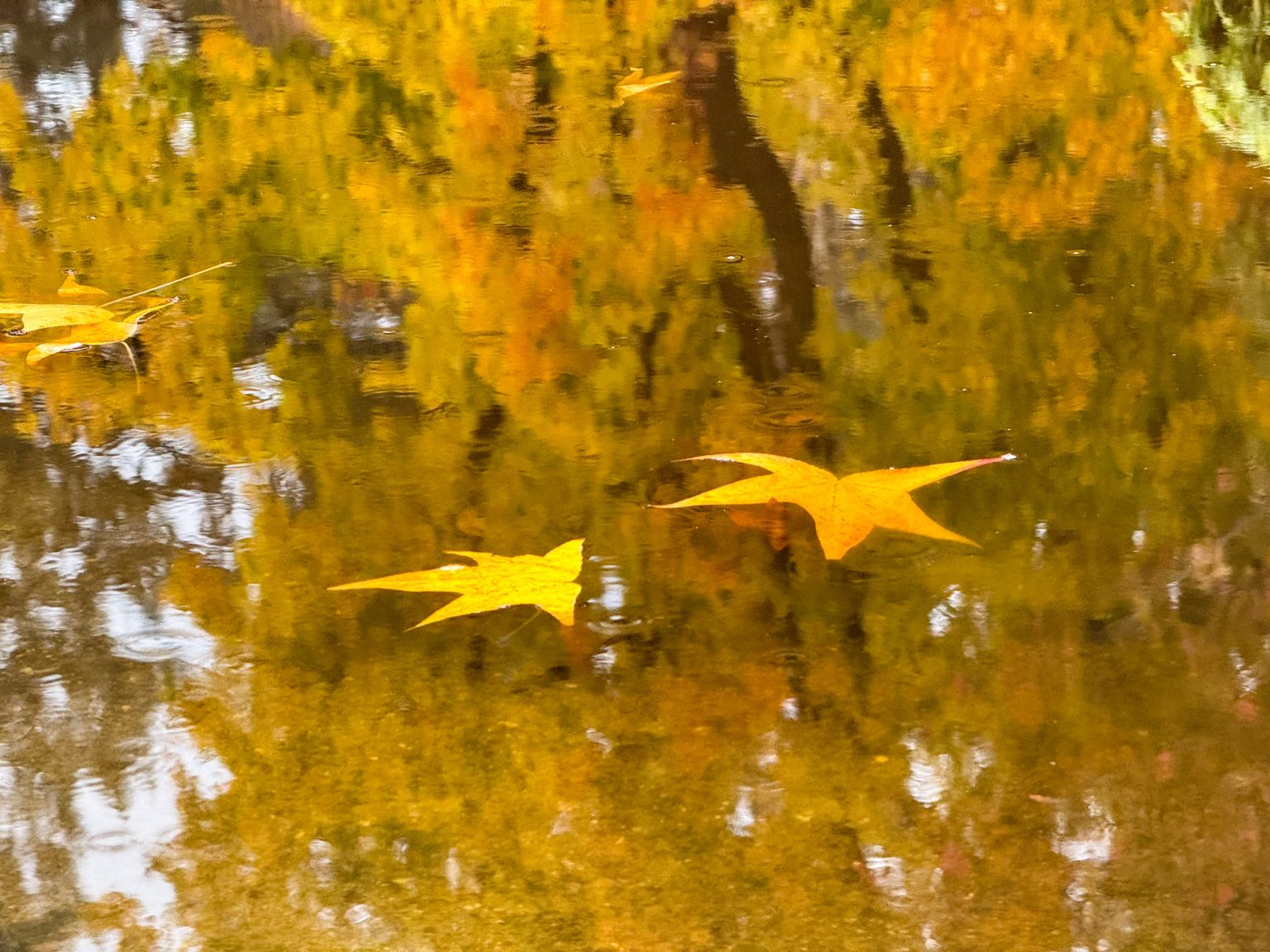 Discover Bay Area Fall Colors: A Guide for Leaf Peepers - Weekend Wanderers